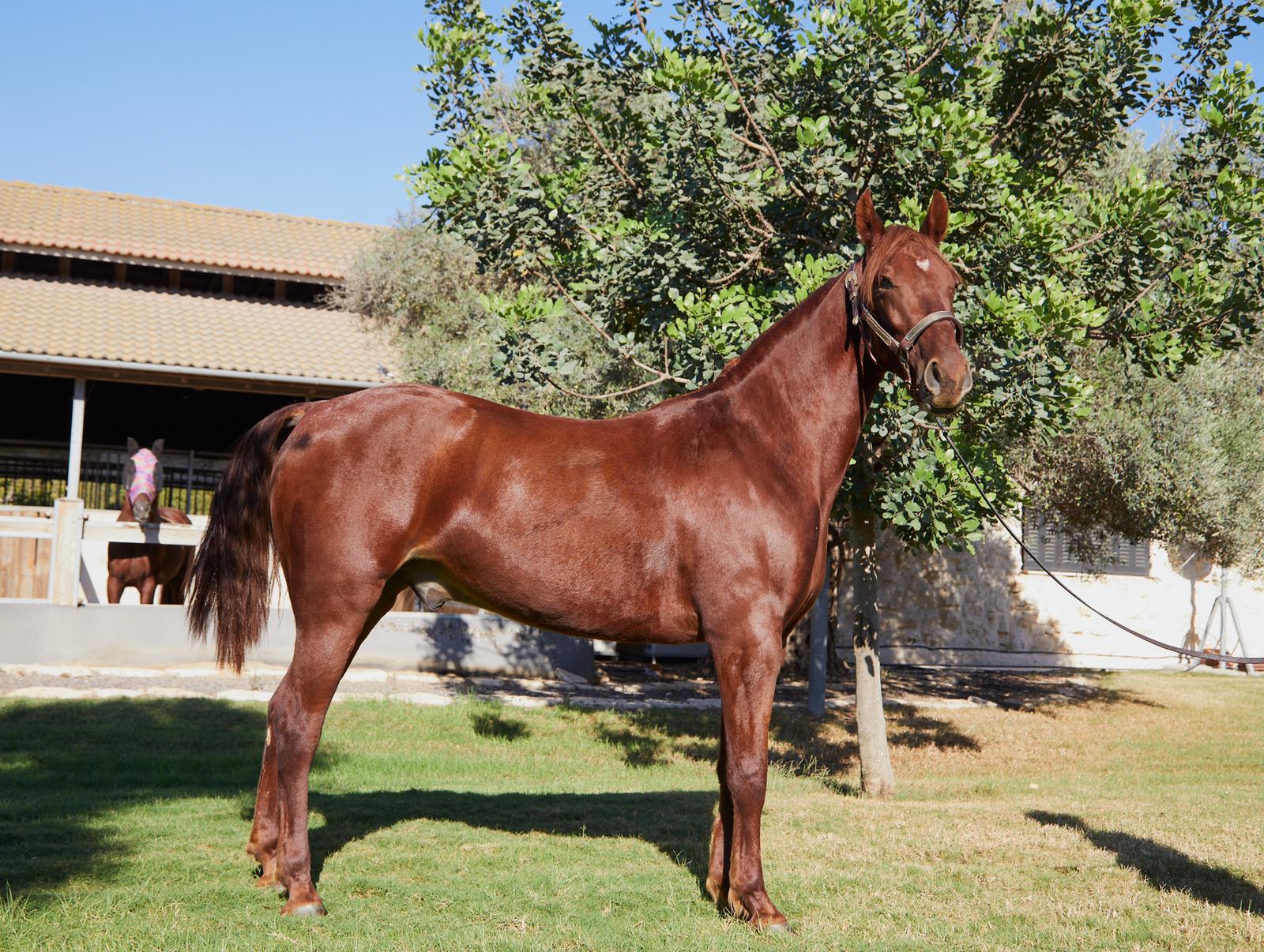 FETI ANGEL - חוות טנסי